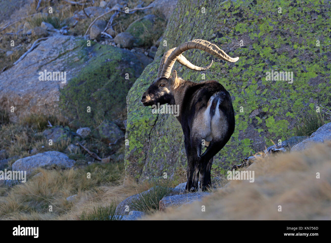 Male Spanish Ibex in the Gredos Mountains Spain Stock Photo - Alamy