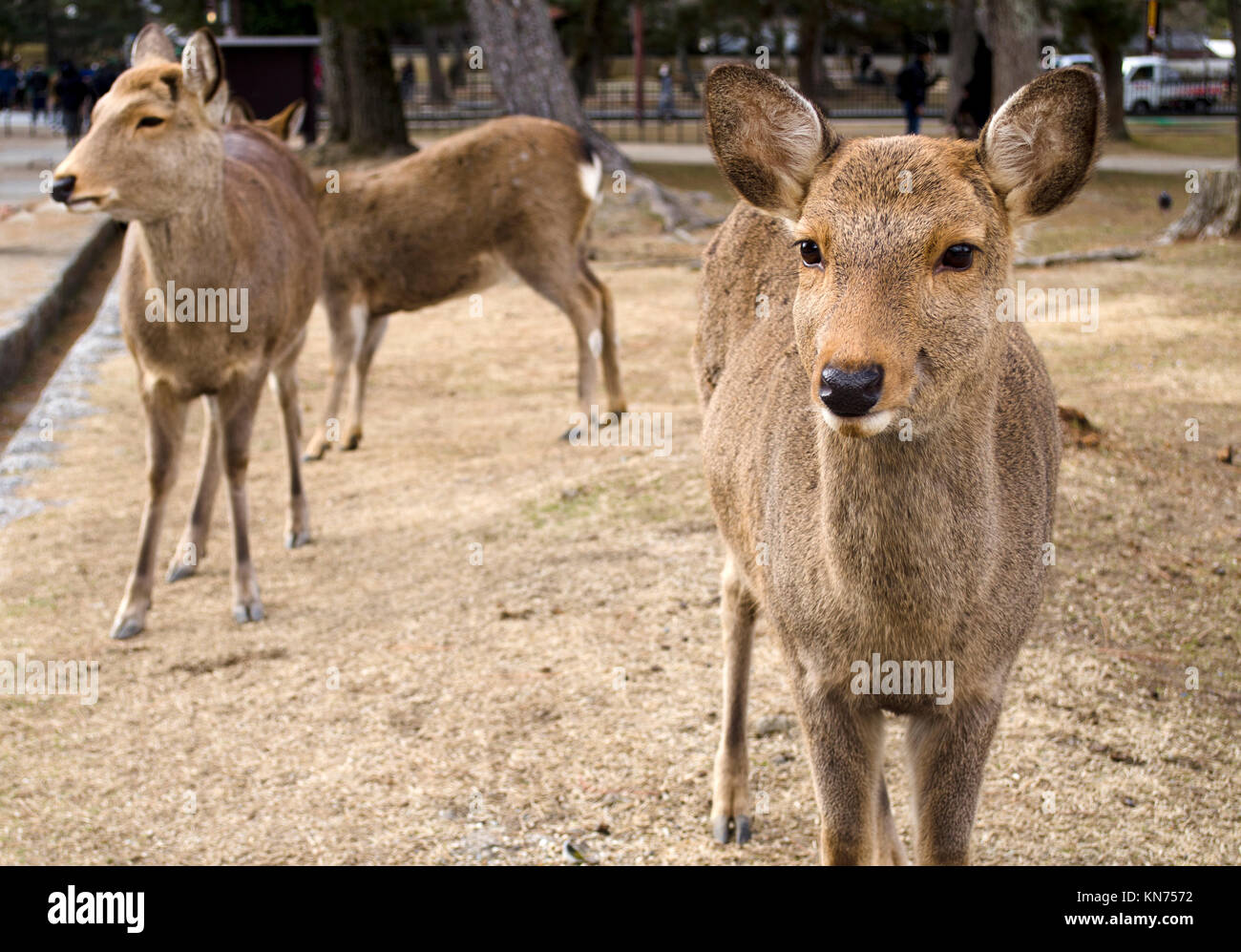 Sika Deer in Nara, Japan Stock Photo - Alamy