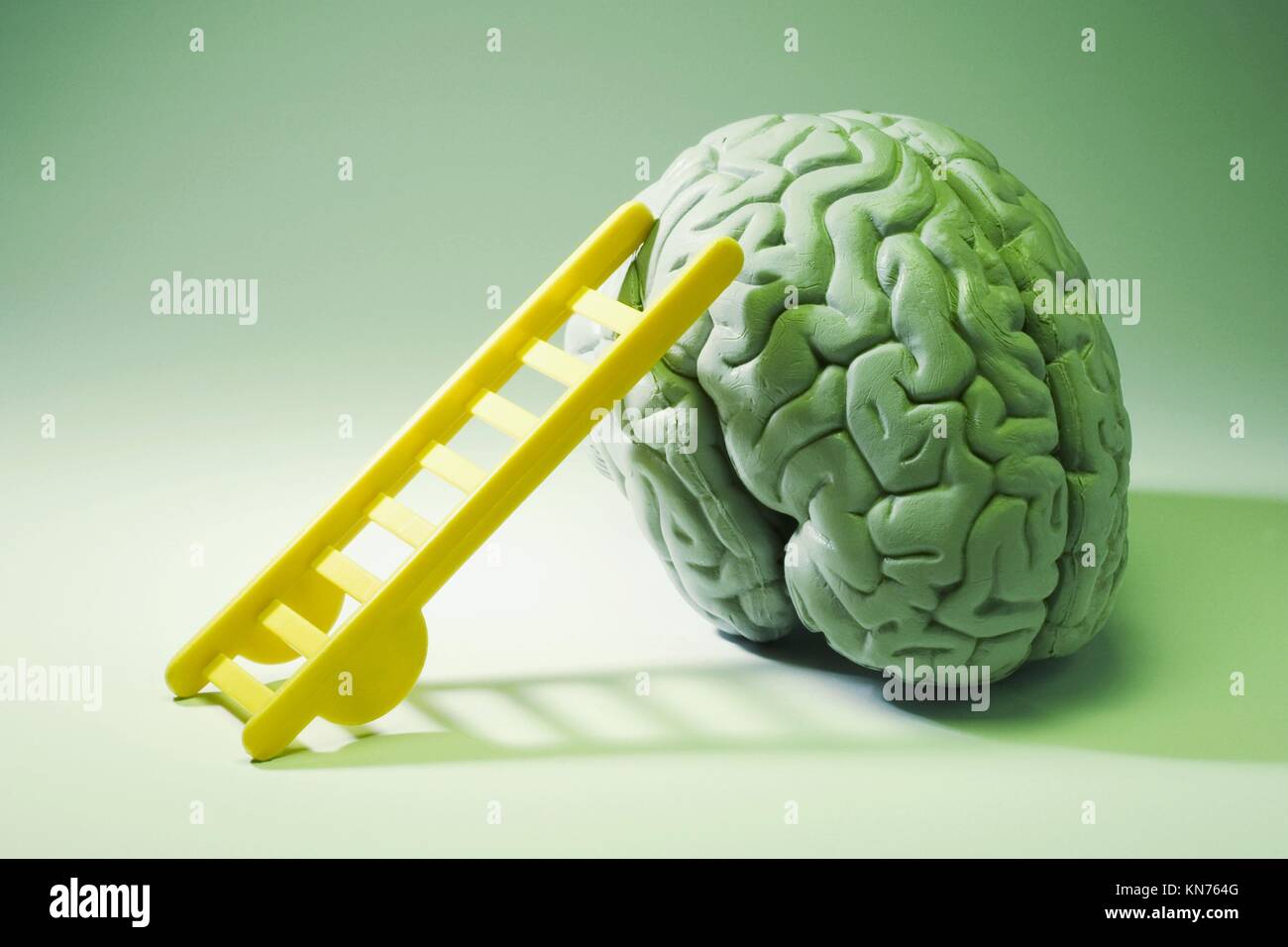 Anatomy specimen human brain hi-res stock photography and images - Alamy