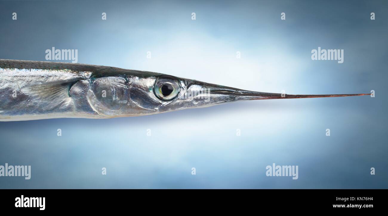 Blue marlin fish hi-res stock photography and images - Alamy