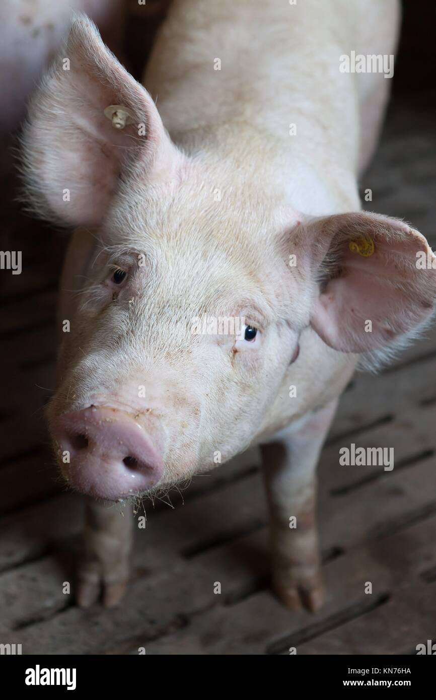 white pig looking at camera Stock Photo - Alamy