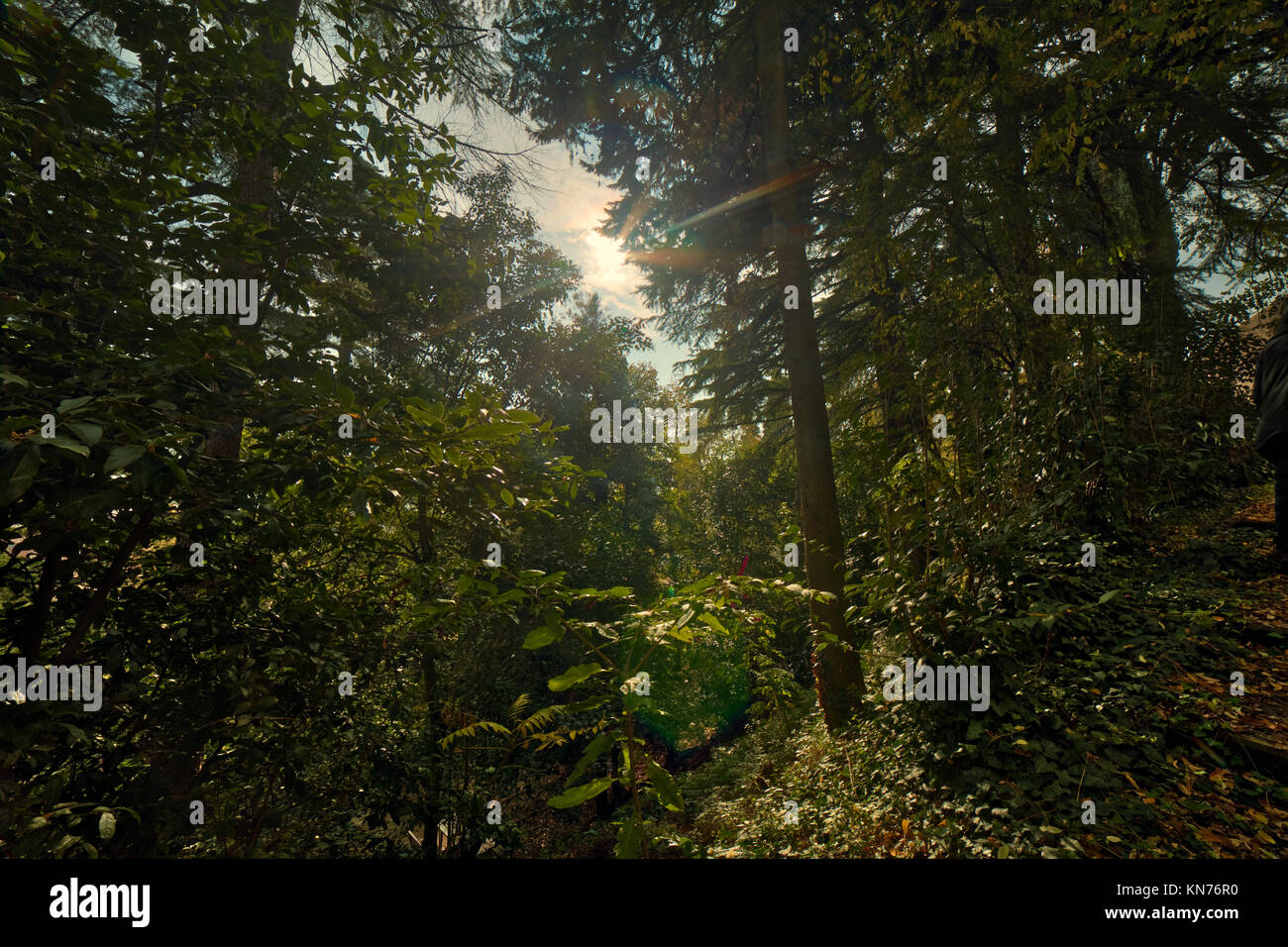 Sun shining through the trees in a green foliage setting during the ...
