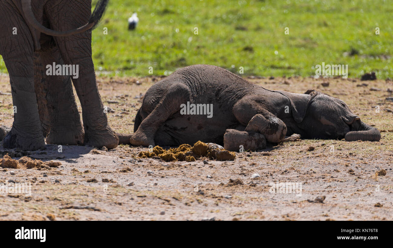 Sleeping youngster elephant with his mother, lying next to the ...