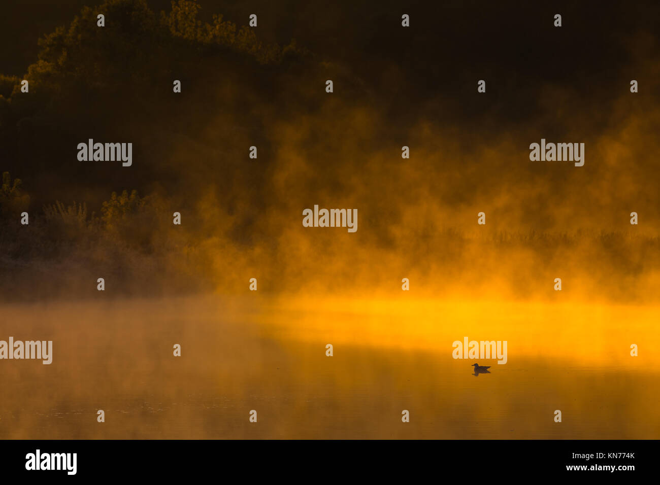 Morning mist over the surface of water Stock Photo - Alamy