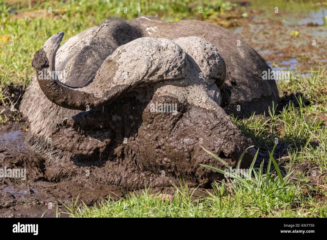 Sad buffalo cow stucked in wet swamp and mud, can not move and it is ...