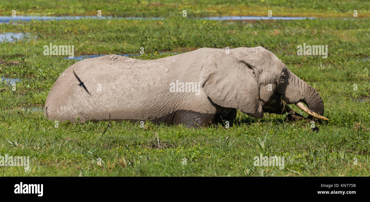 Female elephant in swamp and mud, desert oasis, feeding grass, open ...