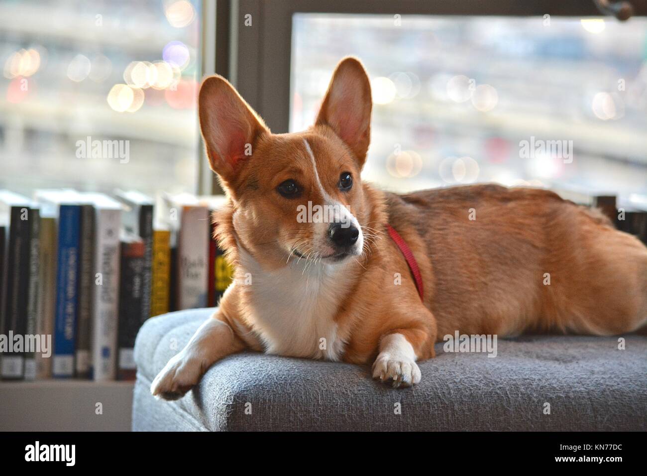 A young red sable Welsh Pembroke Corgi Stock Photo - Alamy