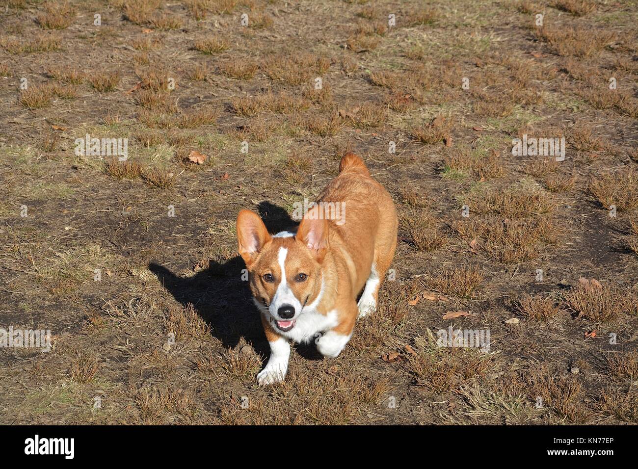 Pembroke welsh corgis herding hi-res stock photography and images - Alamy