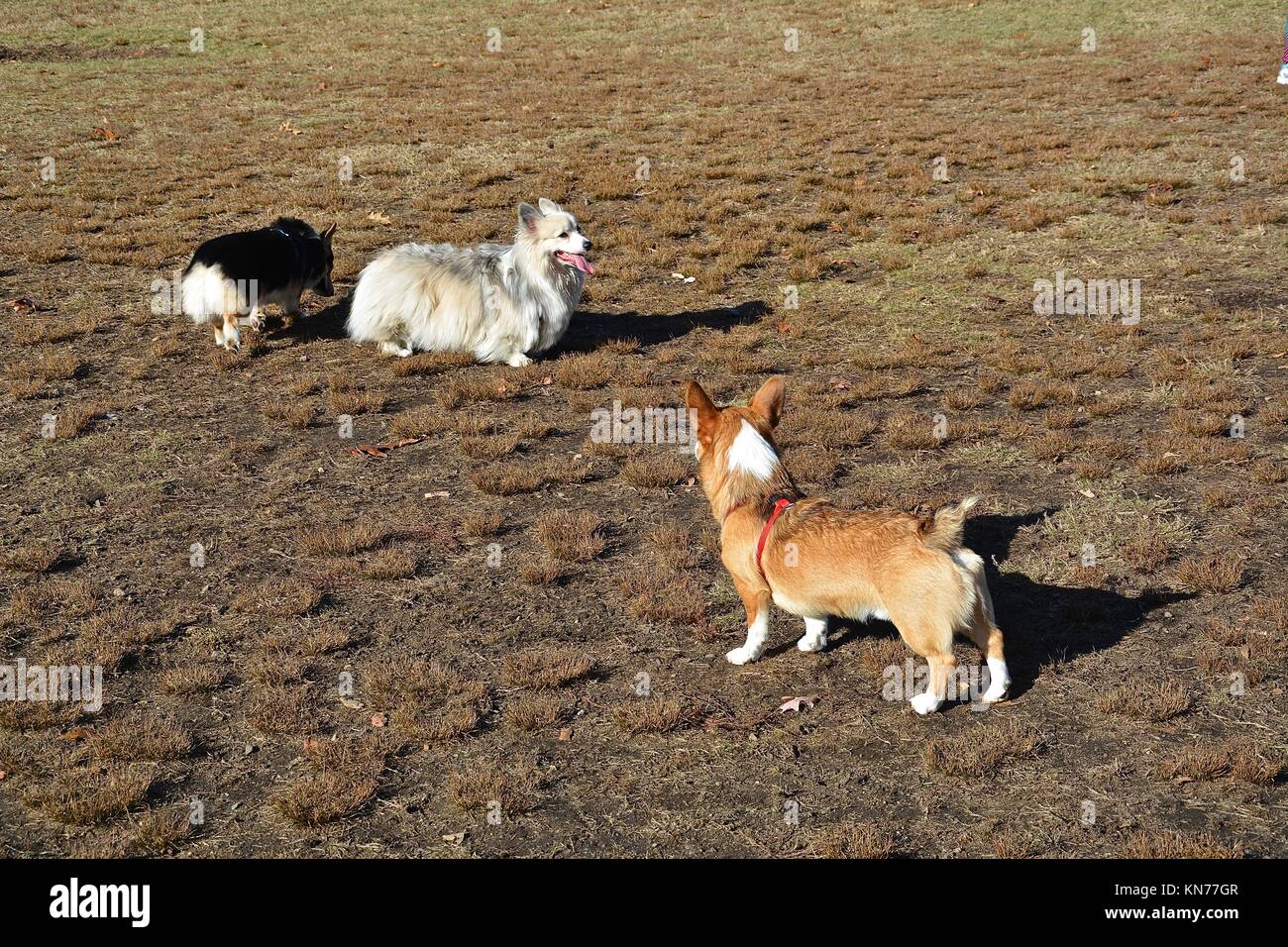 A young red sable Welsh Pembroke Corgi Stock Photo - Alamy