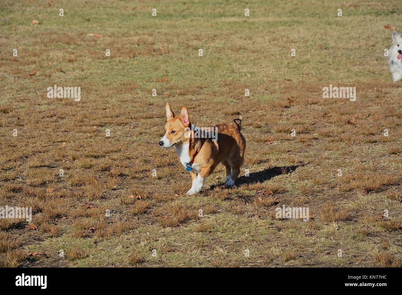 Pembroke welsh corgis herding hi-res stock photography and images - Alamy
