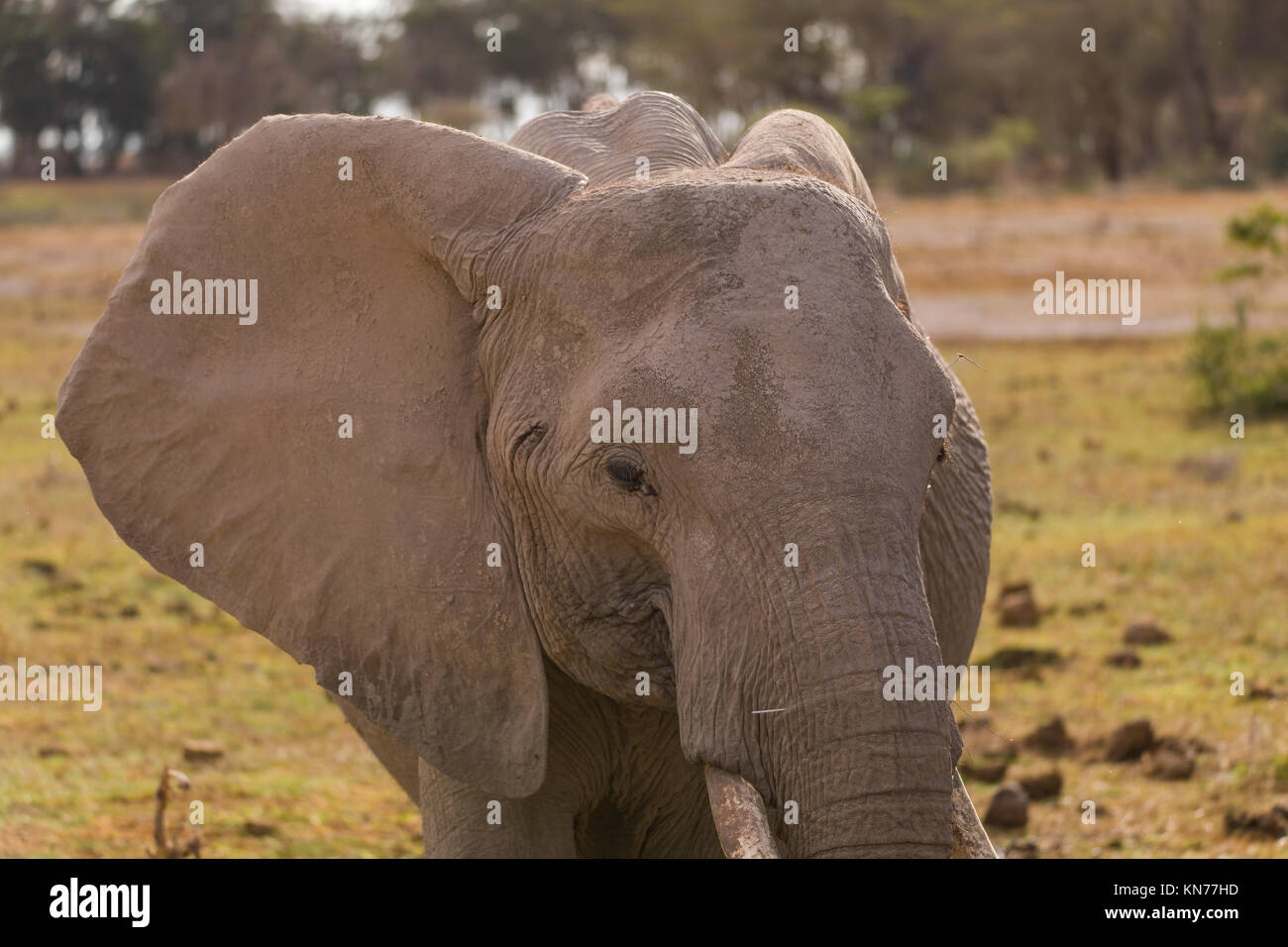 Elephant Face Profile