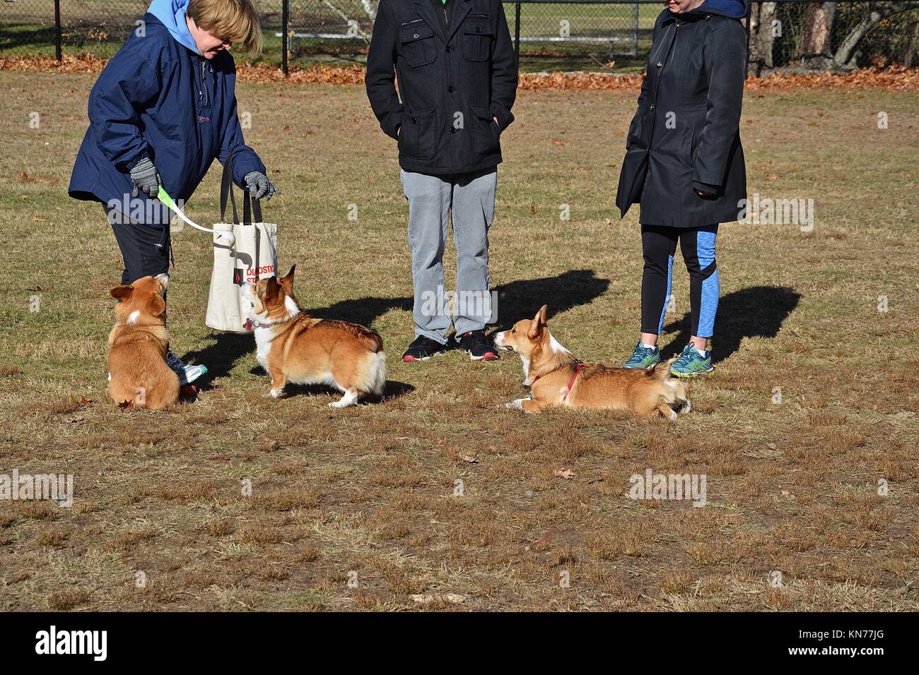 A young red sable Welsh Pembroke Corgi Stock Photo - Alamy