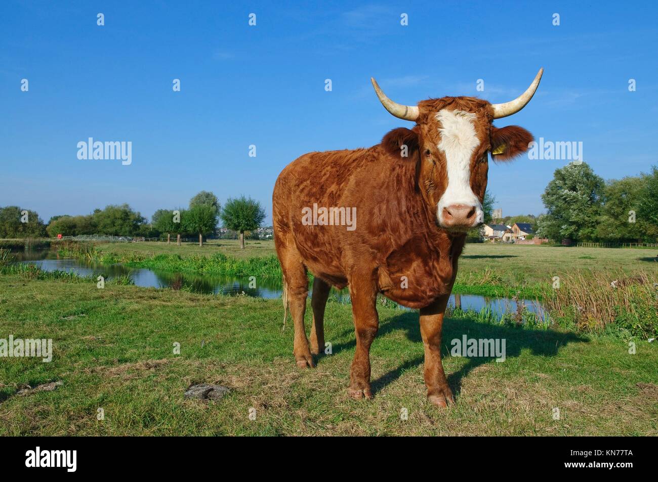 Suffolk Animal Stock Photos & Suffolk Animal Stock Images - Alamy
