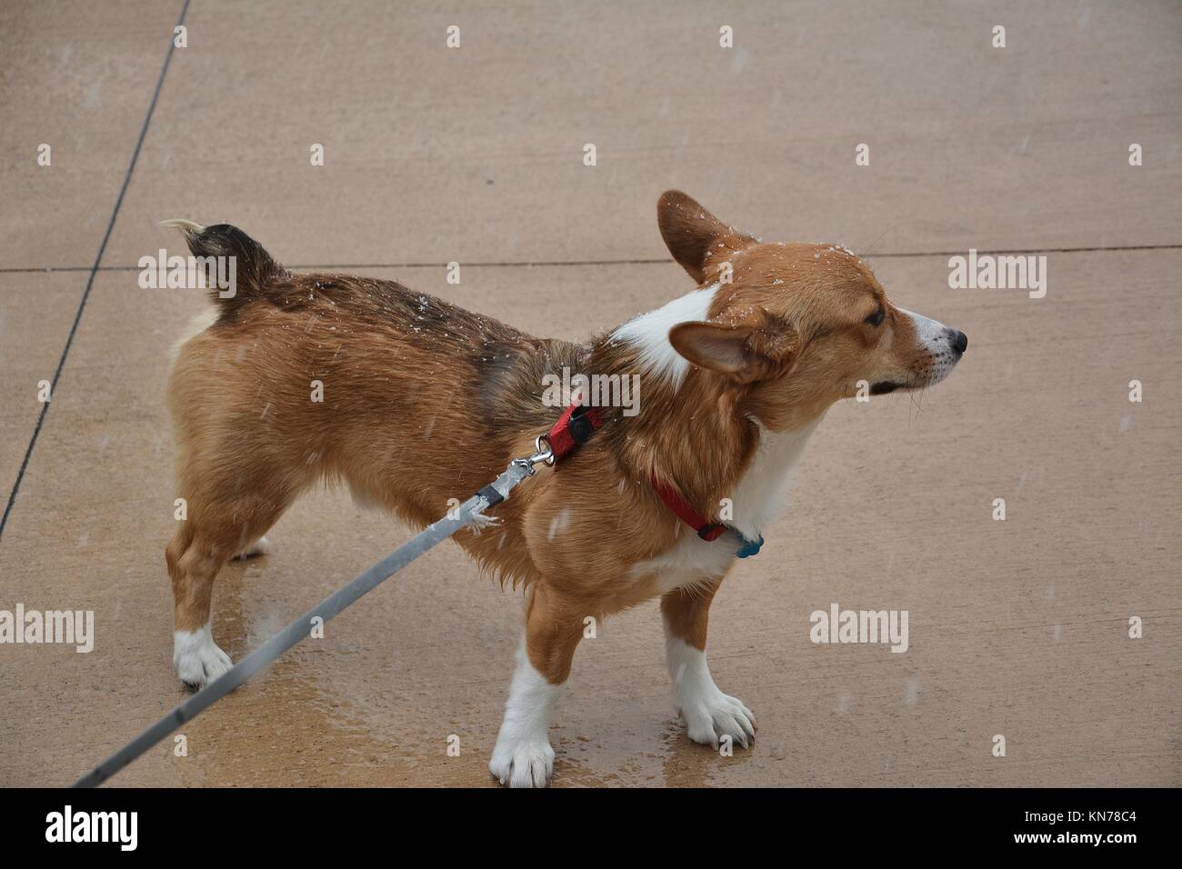 A young red sable Welsh Pembroke Corgi Stock Photo - Alamy