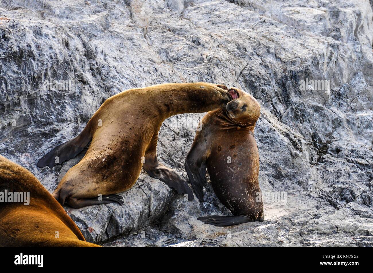 Beagle seal hi-res stock photography and images - Alamy