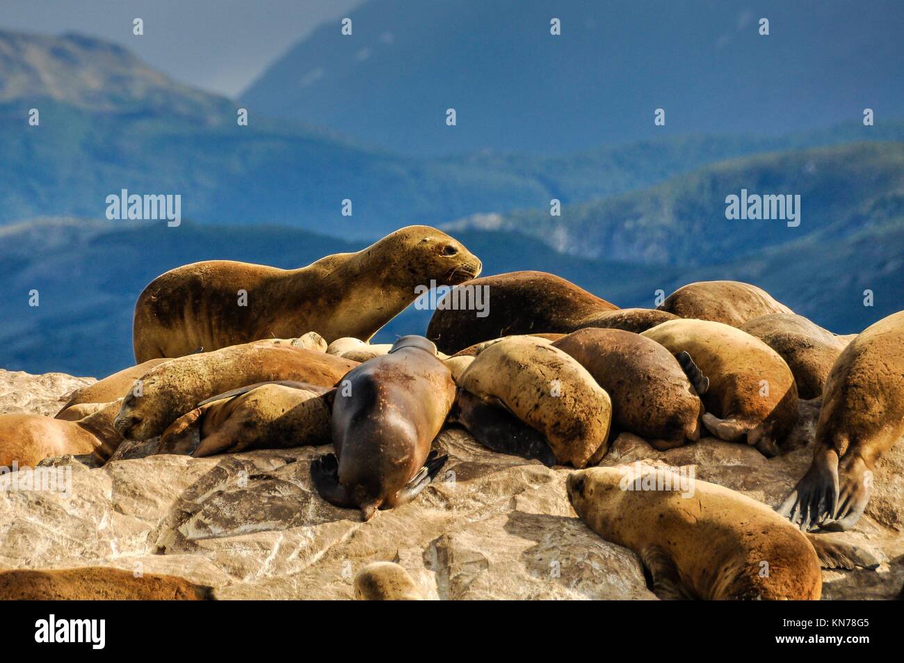 Beagle Seal High Resolution Stock Photography and Images - Alamy