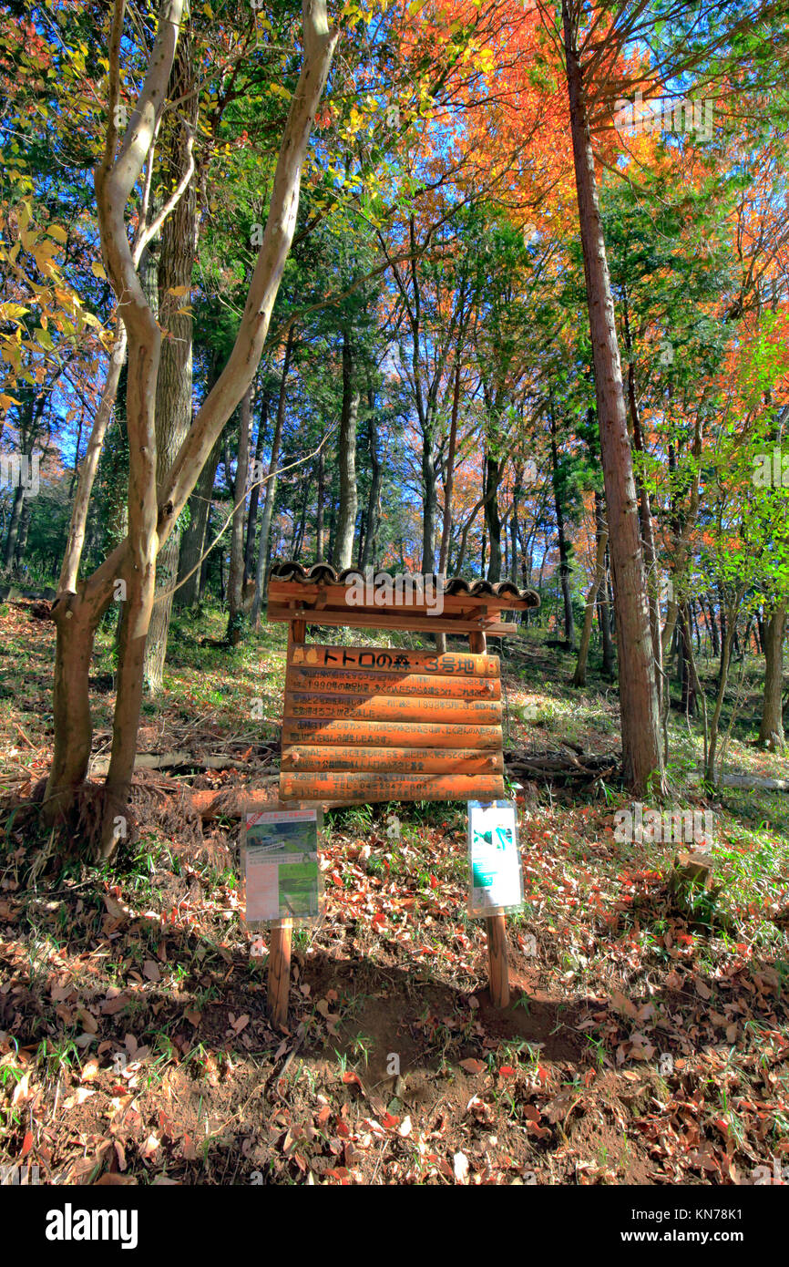Totoro Forest No.3 in Sayama Hills in Tokorozawa city Saitama Japan ...
