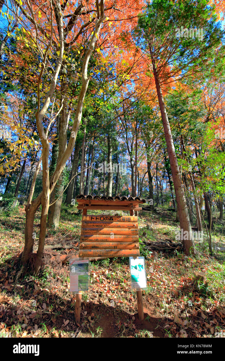 Totoro Forest No.3 in Sayama Hills in Tokorozawa city Saitama Japan ...