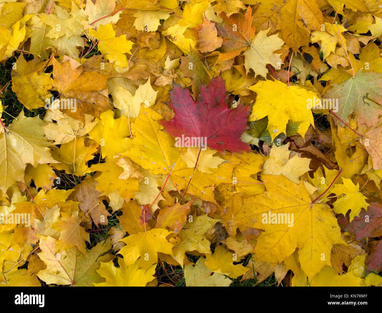 Fallen maple leaves Stock Photo - Alamy