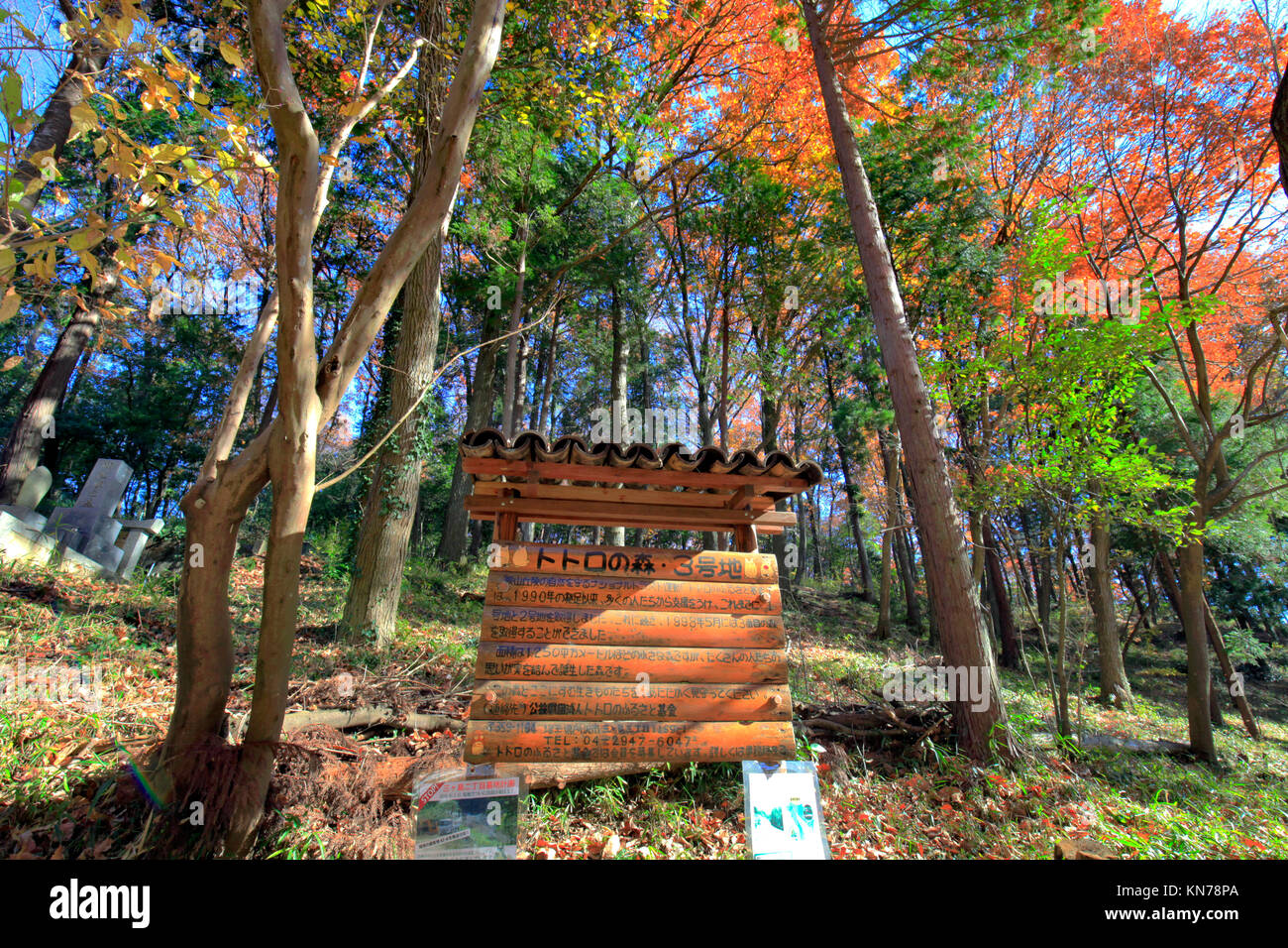 Totoro Forest No.3 in Sayama Hills in Tokorozawa city Saitama Japan ...
