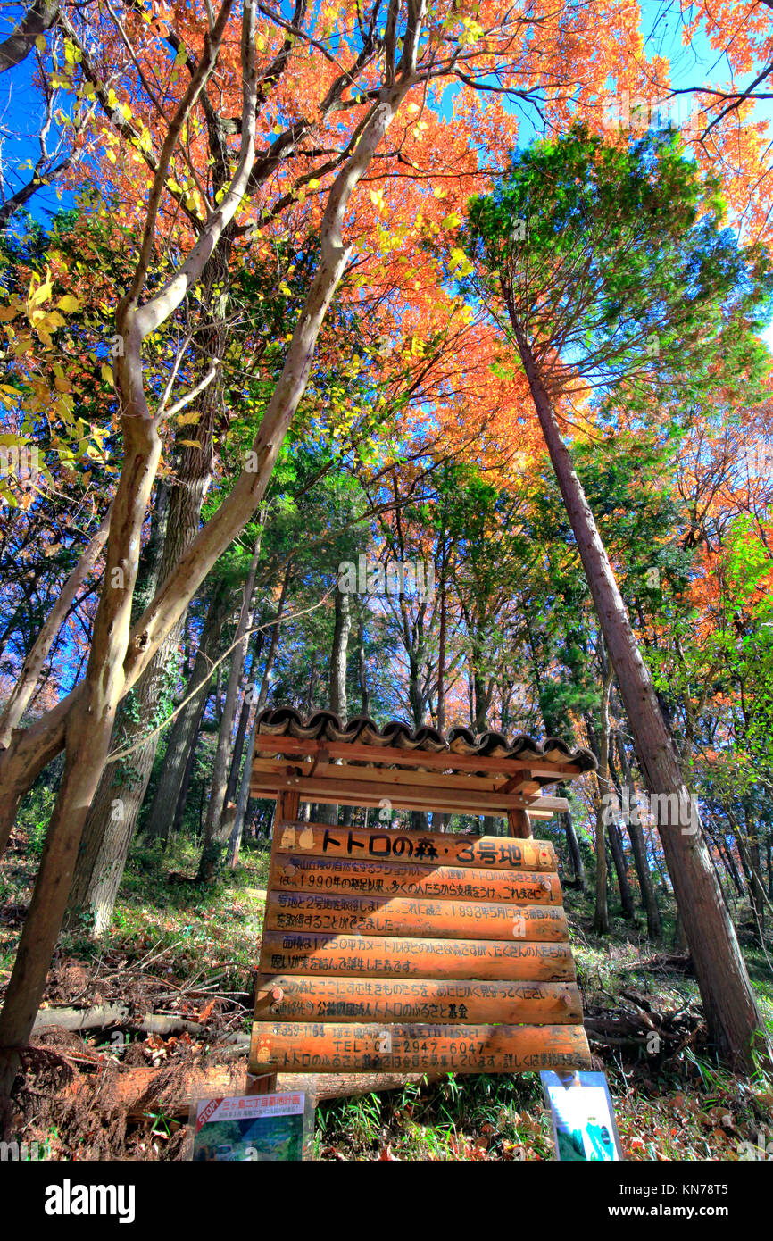 Totoro Forest No.3 in Sayama Hills in Tokorozawa city Saitama Japan ...