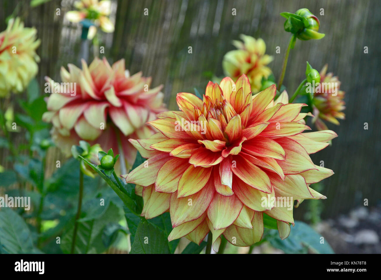 Dahlia dazzling magic hi-res stock photography and images - Alamy
