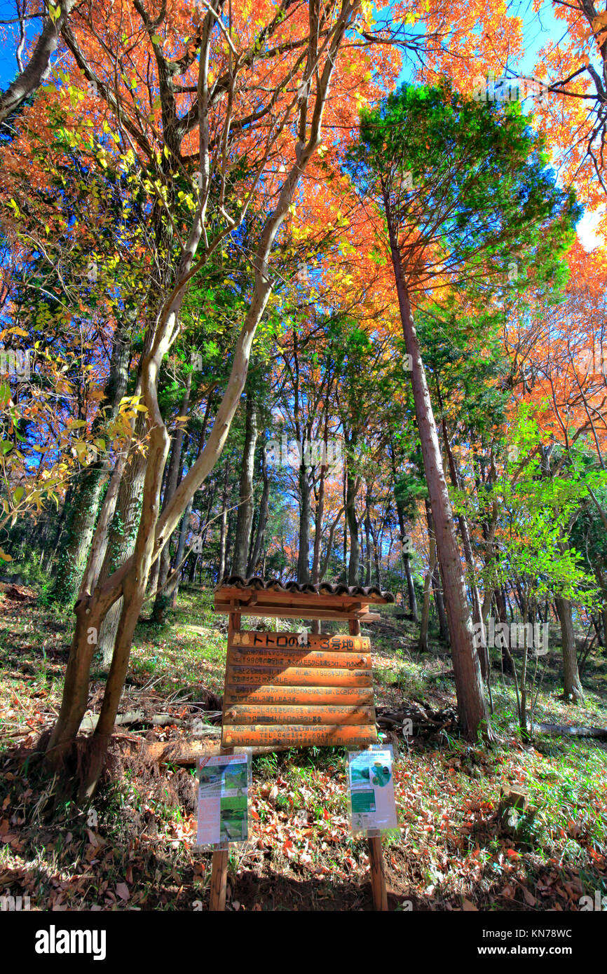Totoro Forest No.3 in Sayama Hills in Tokorozawa city Saitama Japan ...