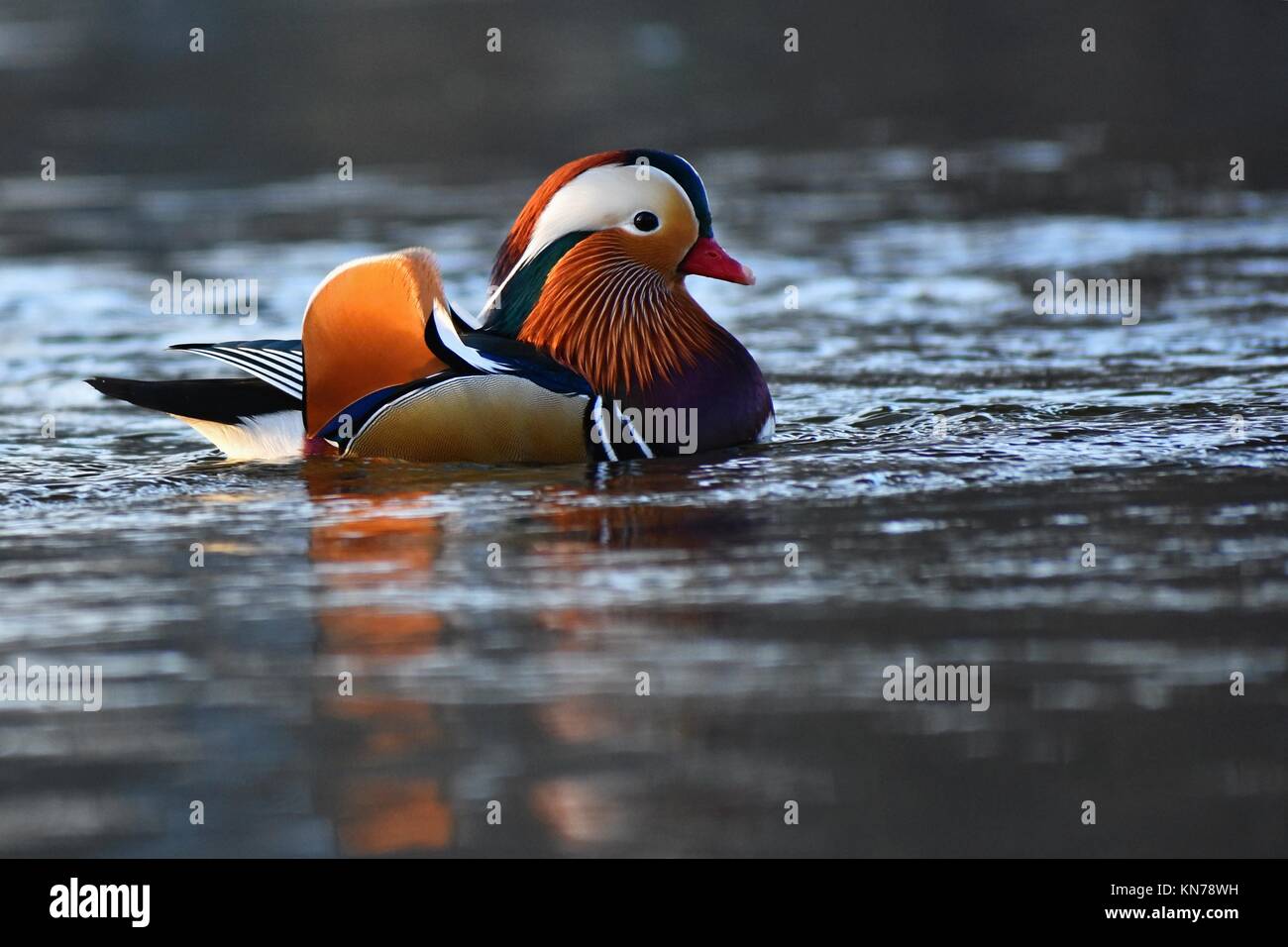A colourful male mandarin duck. (Aix galericulata Stock Photo - Alamy