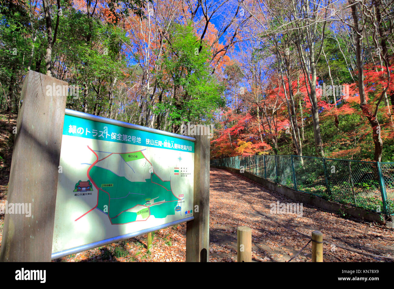 Forest Conservation Area in Sayama Hills in Tokorozawa city Saitama ...