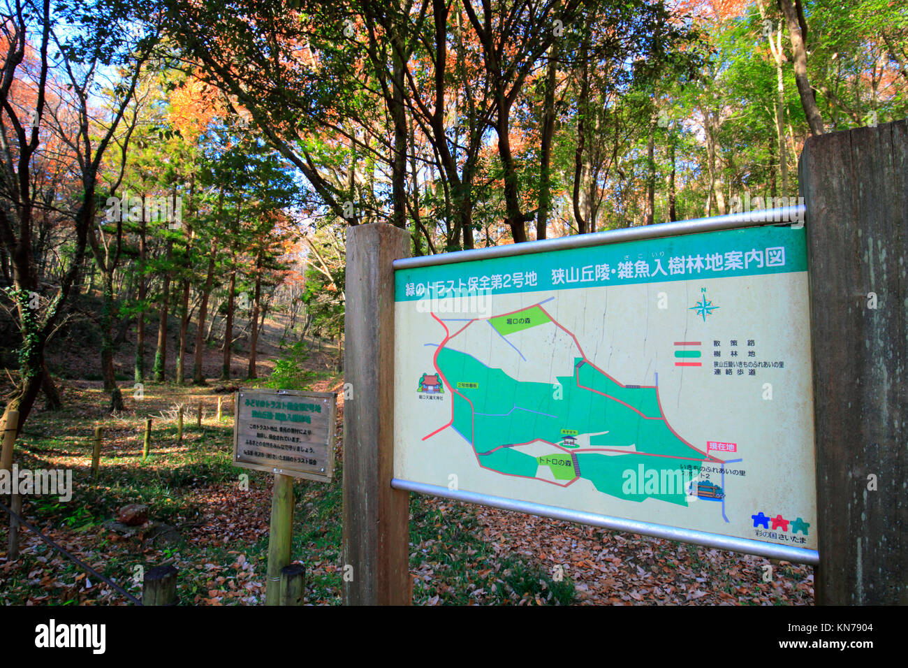 Forest Conservation Area in Sayama Hills in Tokorozawa city Saitama ...
