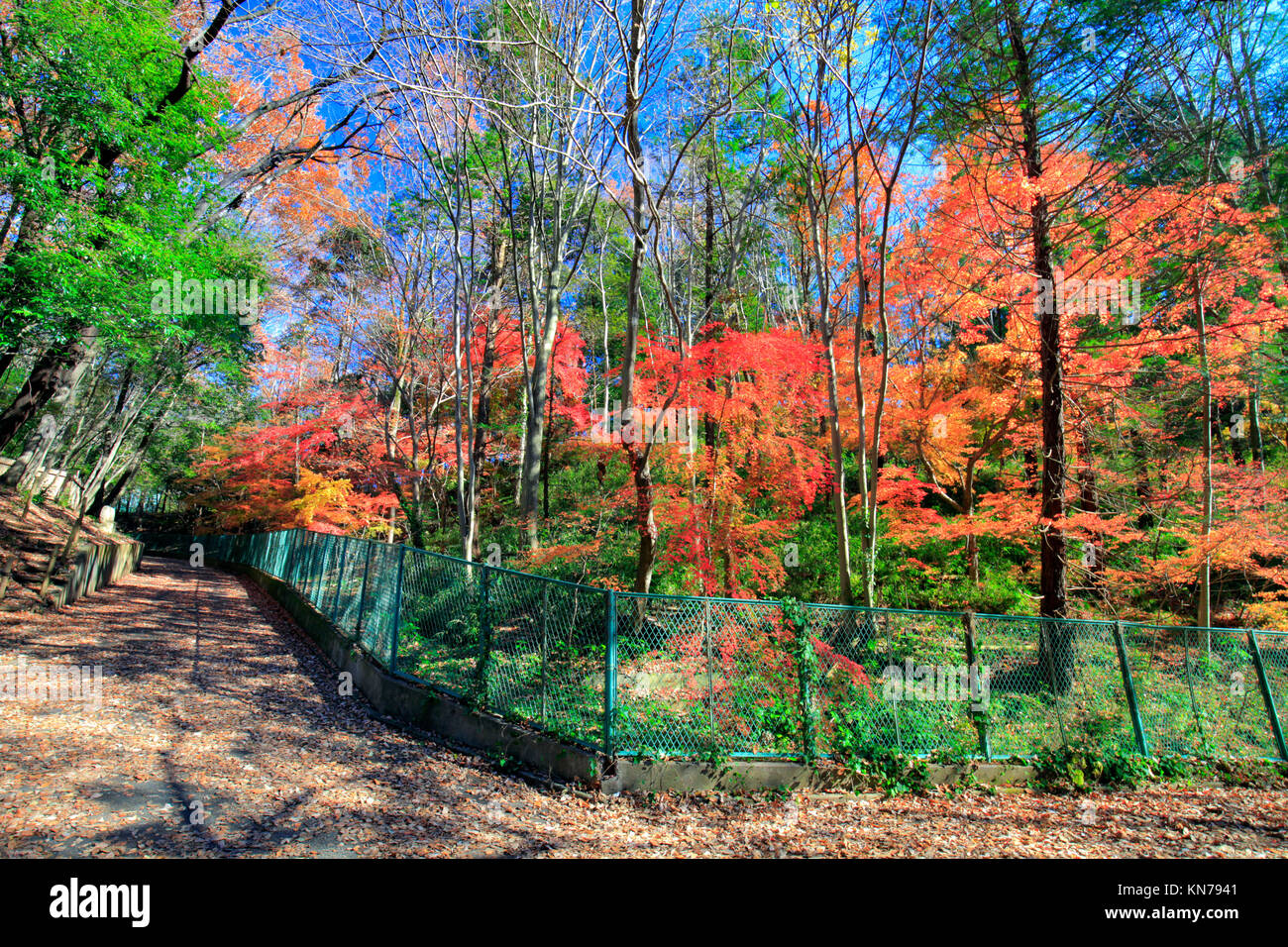 Forest Conservation Area in Sayama Hills in Tokorozawa city Saitama ...