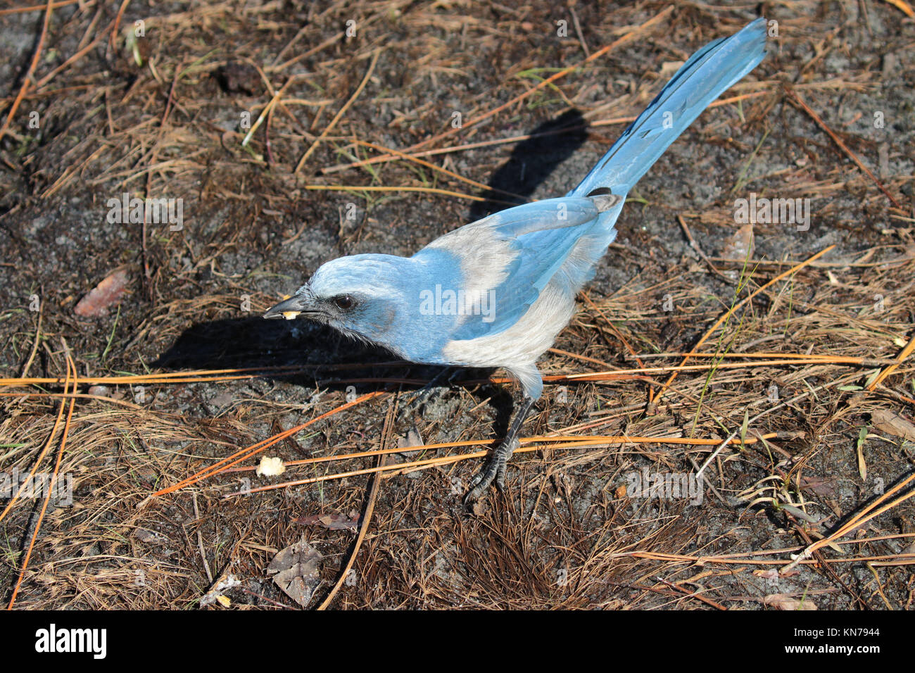 Florida Scrub Jay Stock Photo - Alamy