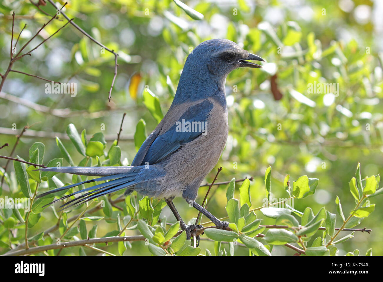 Florida Scrub Jay Stock Photo - Alamy