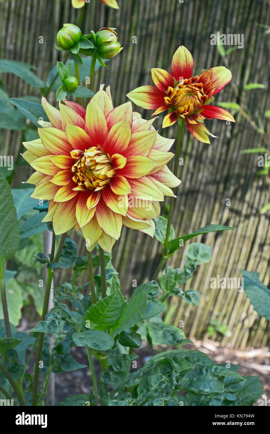 Flowering Dahlia 'Dazzling Magic ' in a garden border Stock Photo - Alamy
