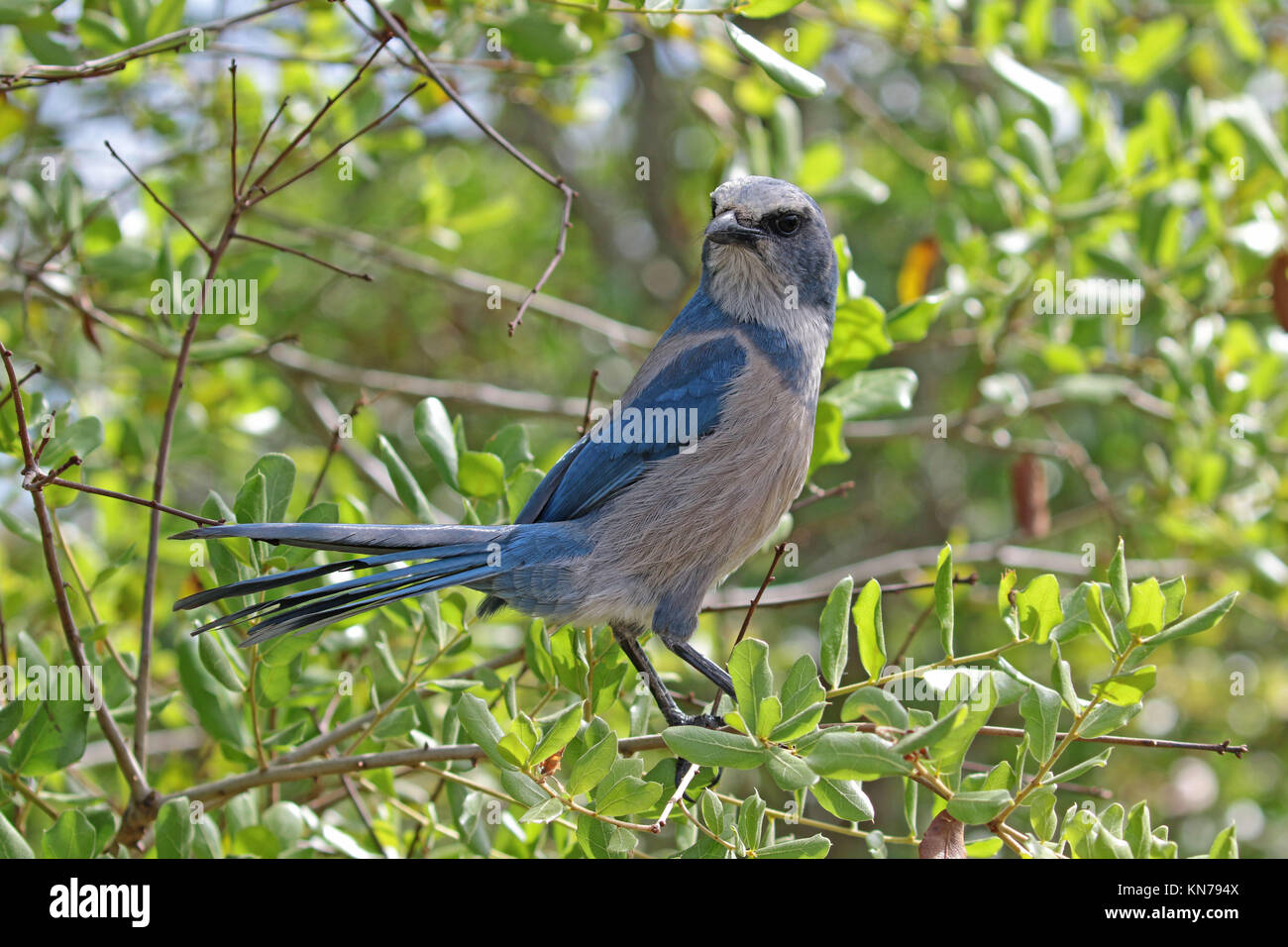Florida Scrub Jay Stock Photo - Alamy