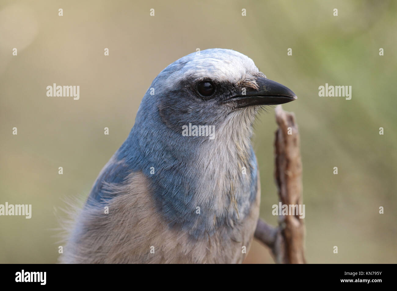 Florida Scrub Jay Stock Photo - Alamy