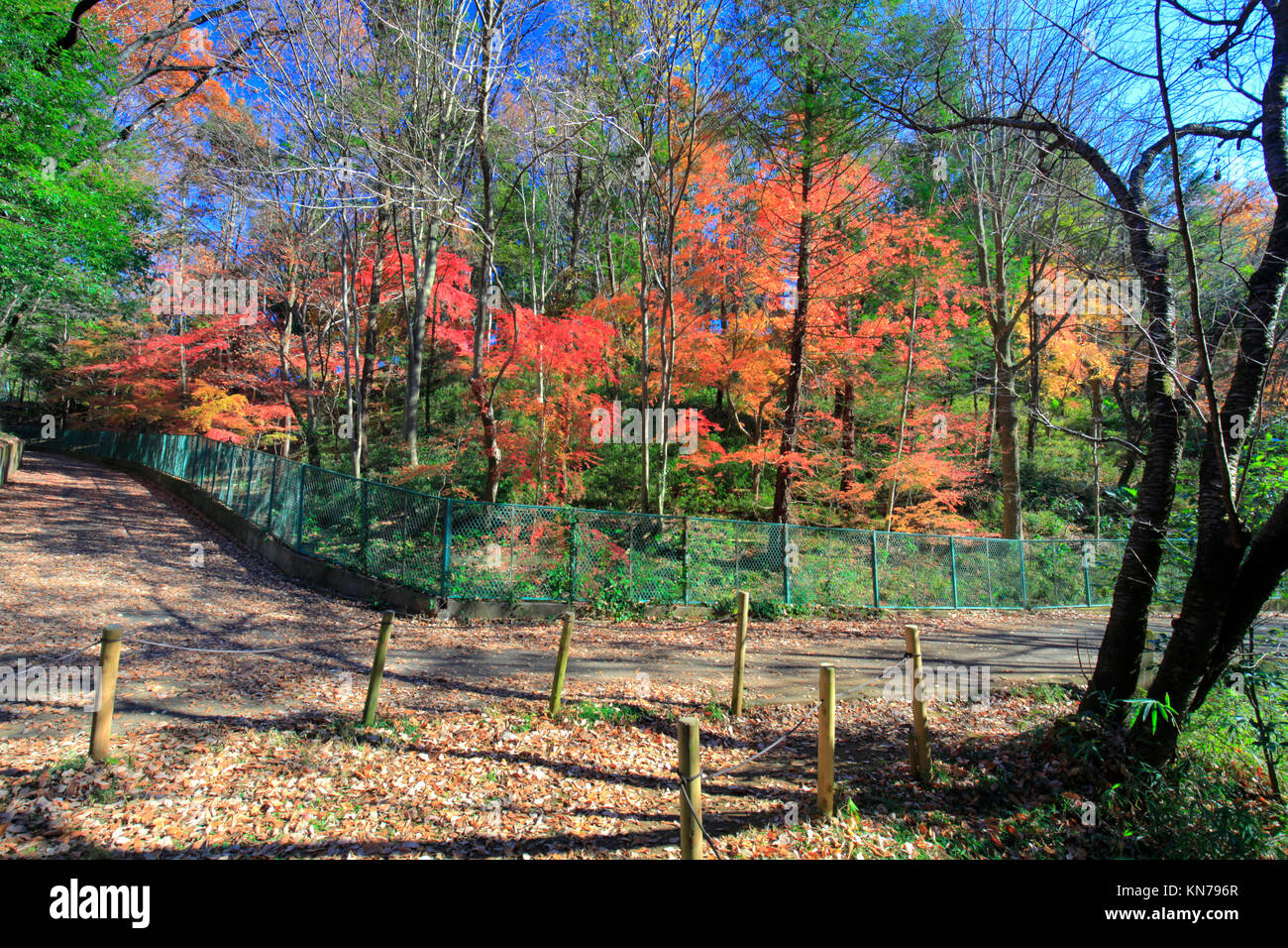 Forest Conservation Area in Sayama Hills in Tokorozawa city Saitama ...