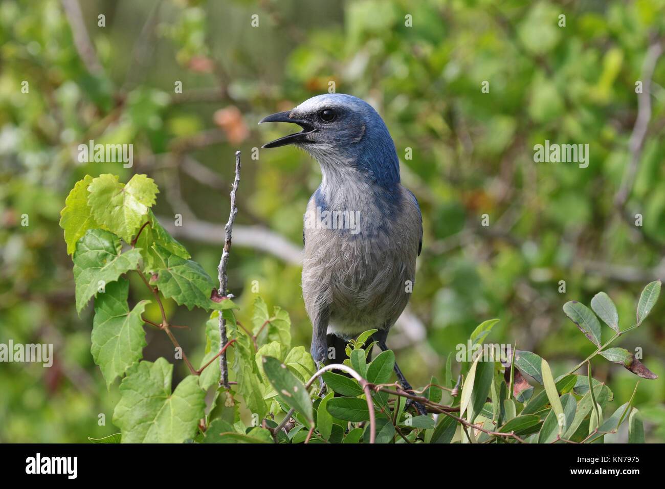 Florida Scrub Jay Stock Photo - Alamy