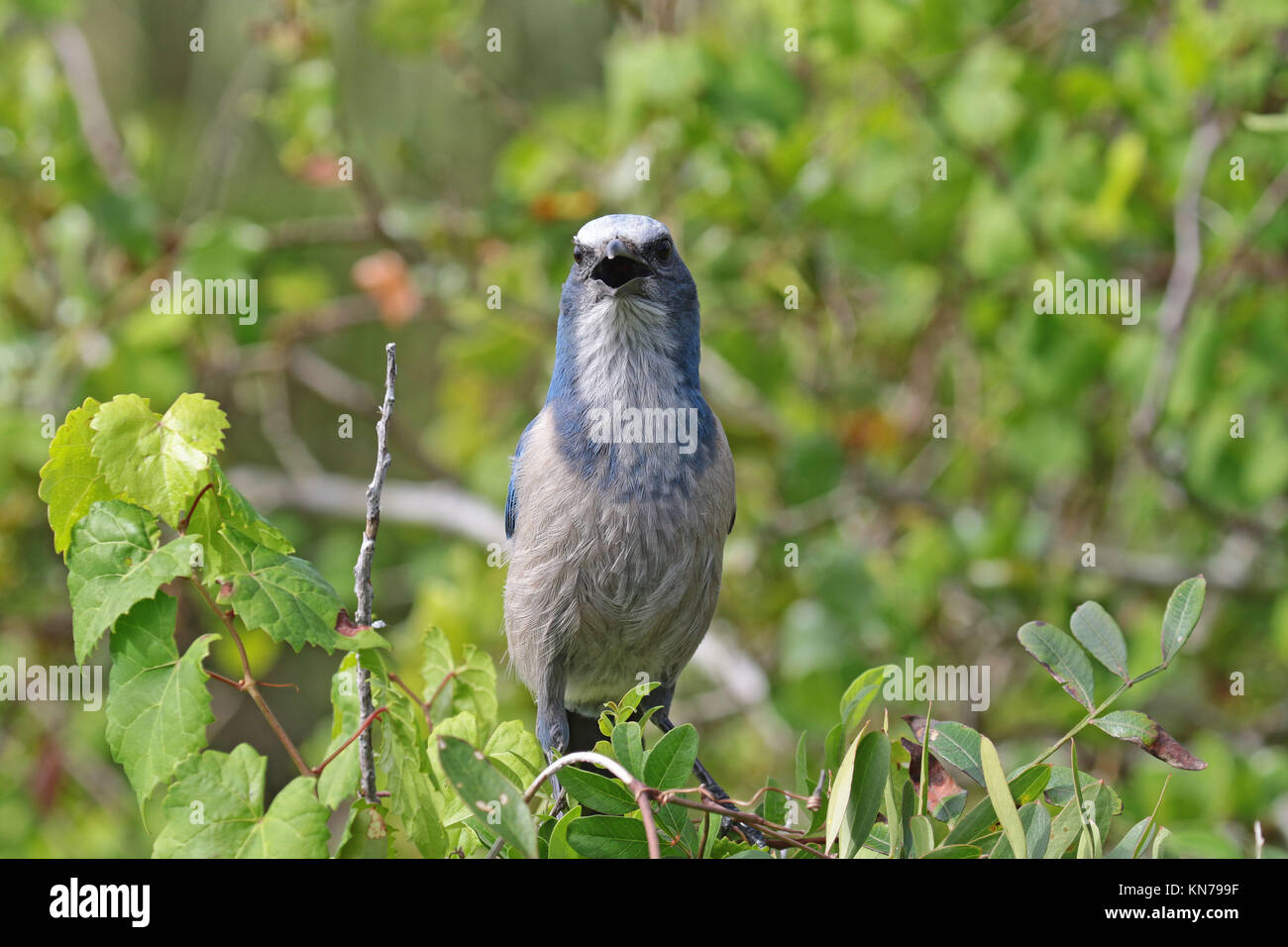 Florida Scrub Jay Stock Photo - Alamy
