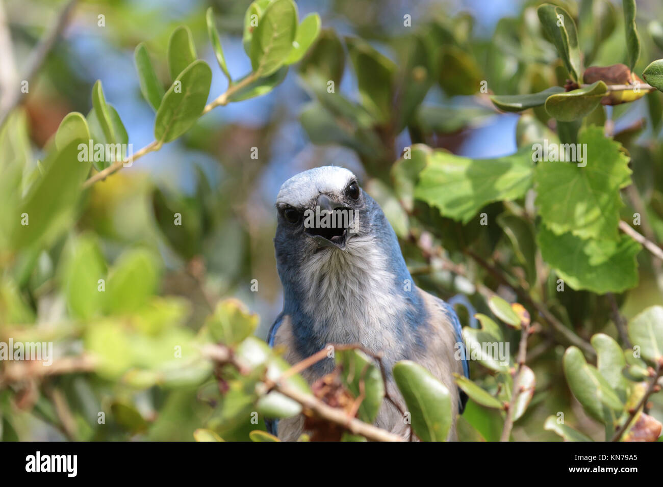 Florida Scrub Jay Stock Photo - Alamy