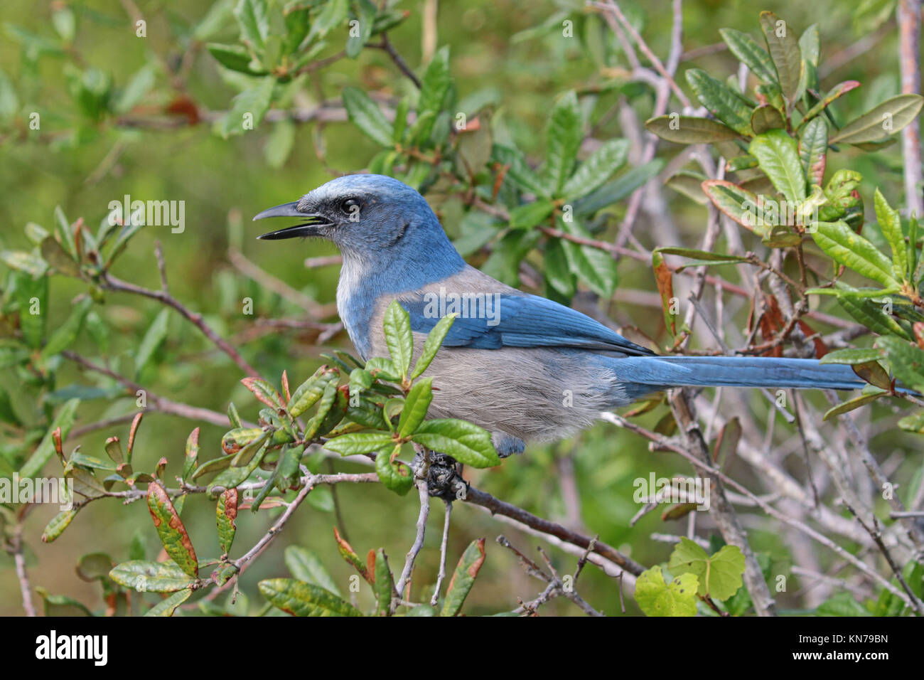Florida Scrub Jay Stock Photo - Alamy