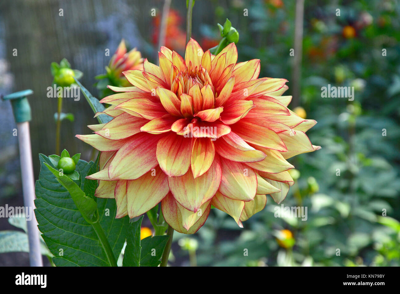 Flowering Dahlia 'Dazzling Magic ' in a garden border Stock Photo - Alamy