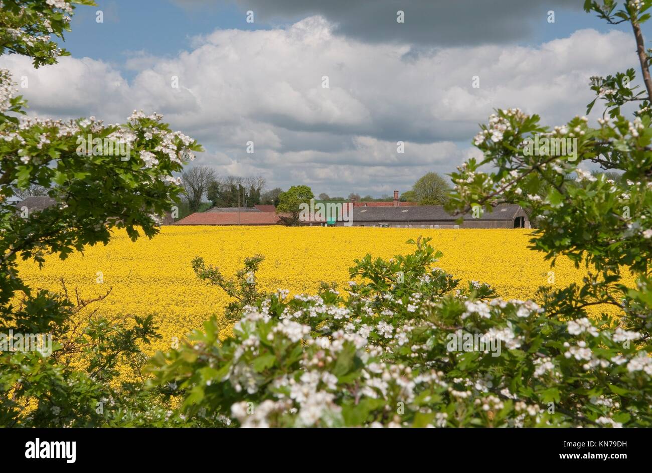 Hadleigh farm hi-res stock photography and images - Alamy