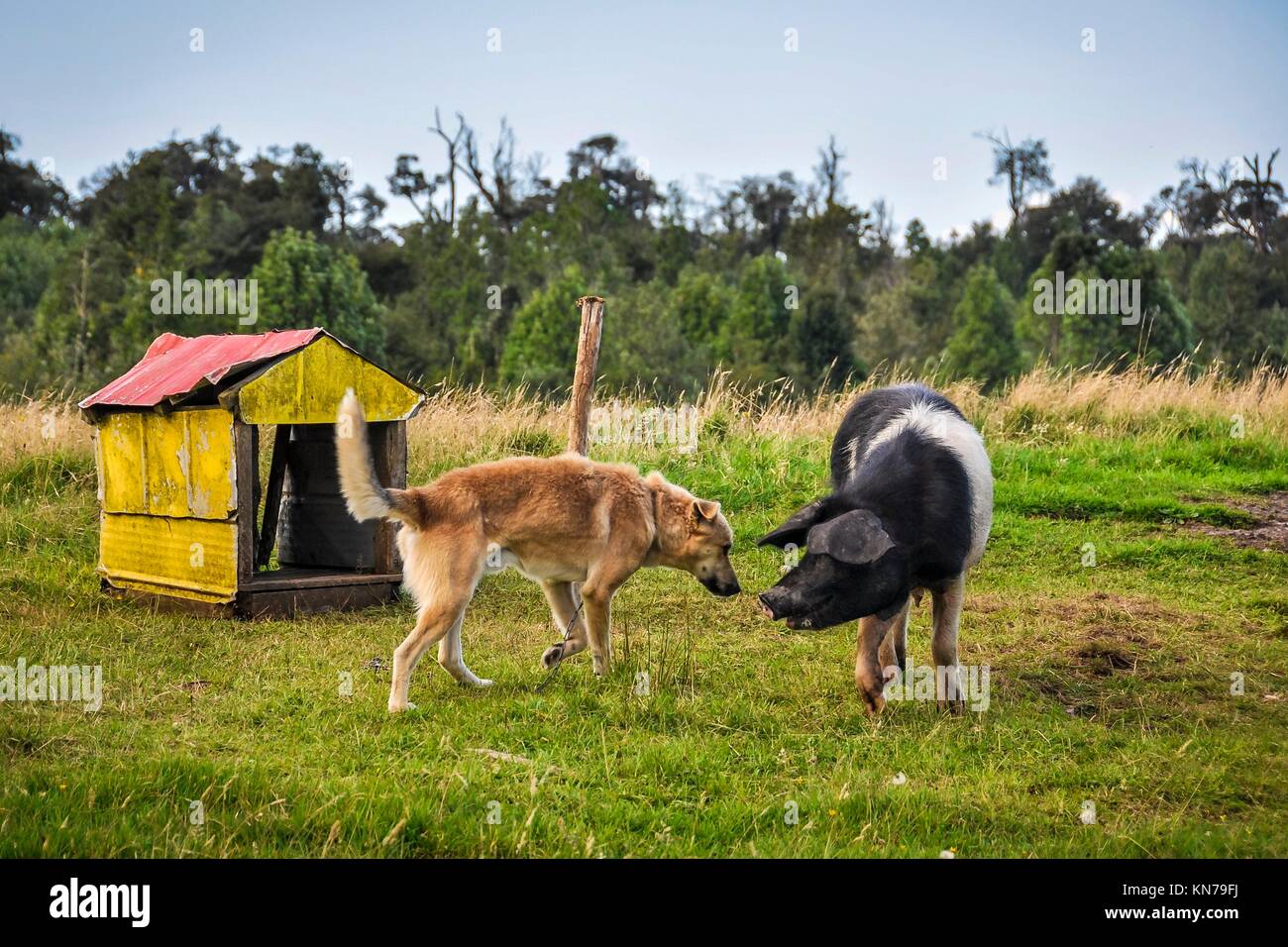 Pig and dog hi-res stock photography and images - Alamy
