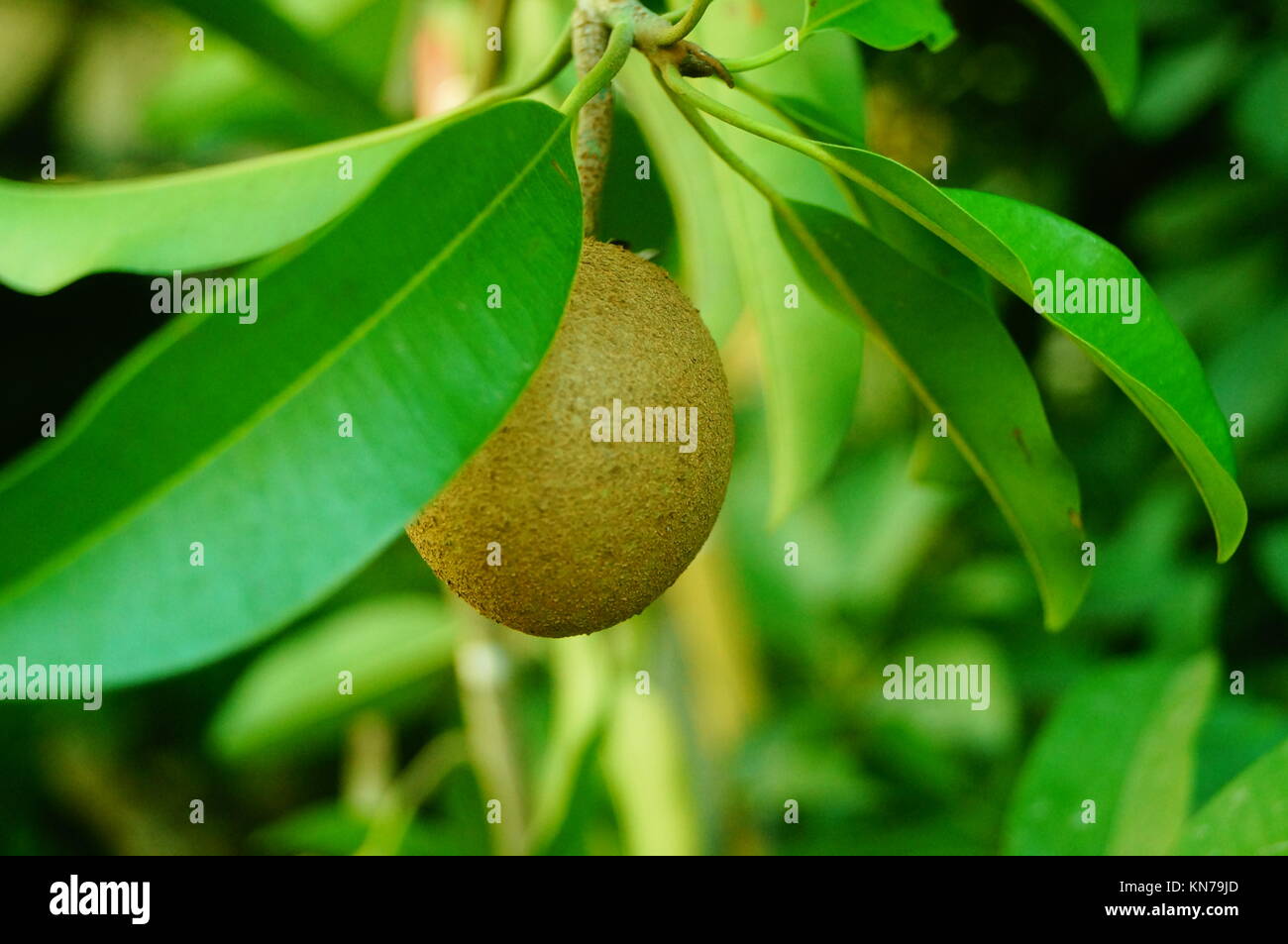 The heart fruit hangs on the fruit tree, which is a healthy fruit Stock ...