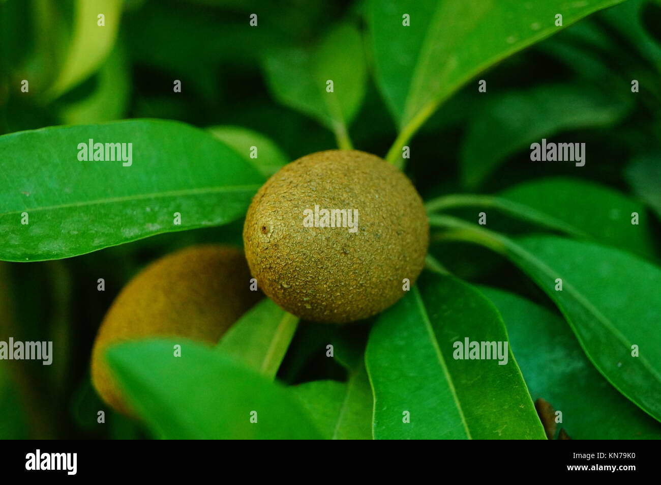 The heart fruit hangs on the fruit tree, which is a healthy fruit Stock ...