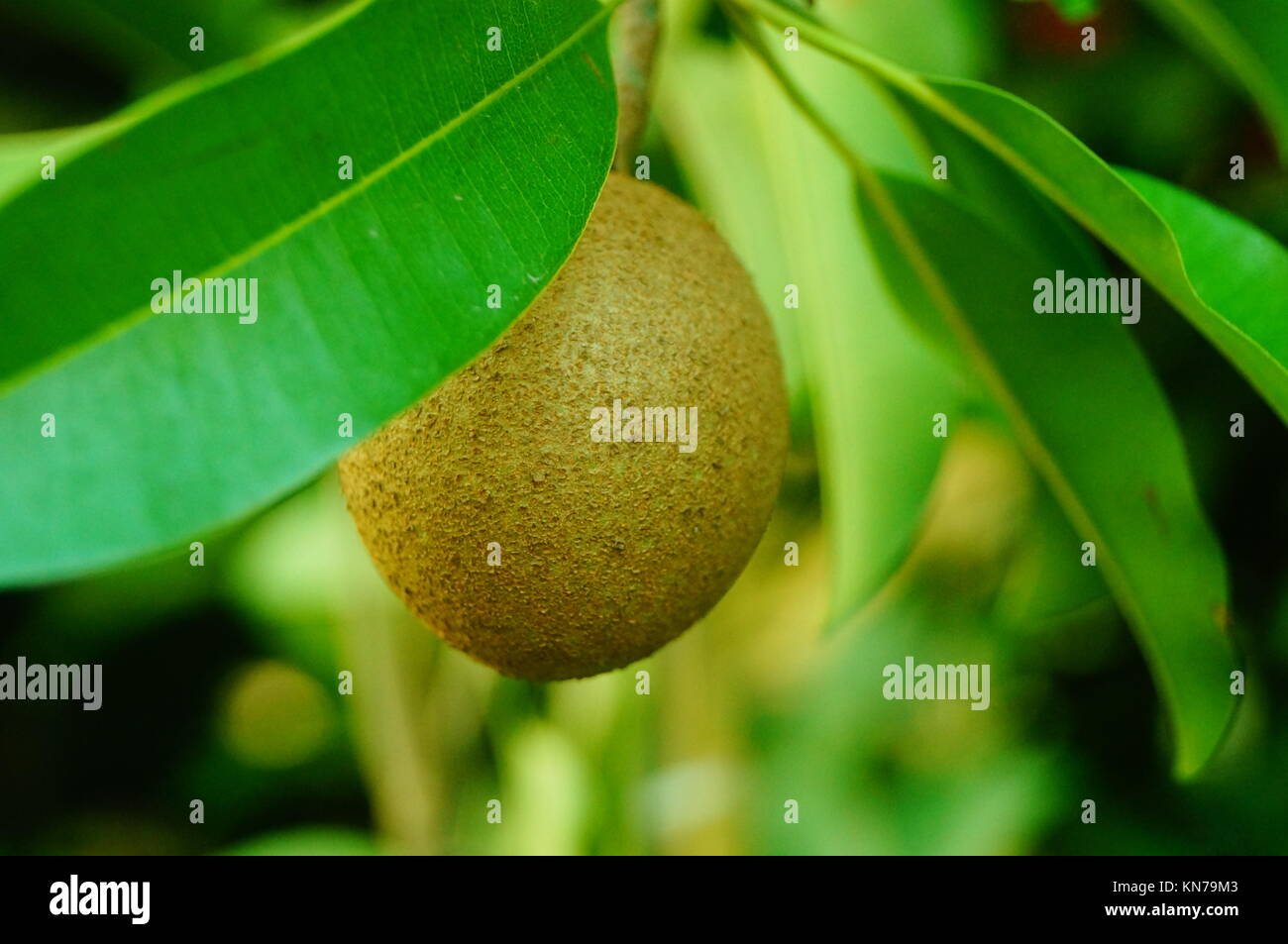 The heart fruit hangs on the fruit tree, which is a healthy fruit Stock ...