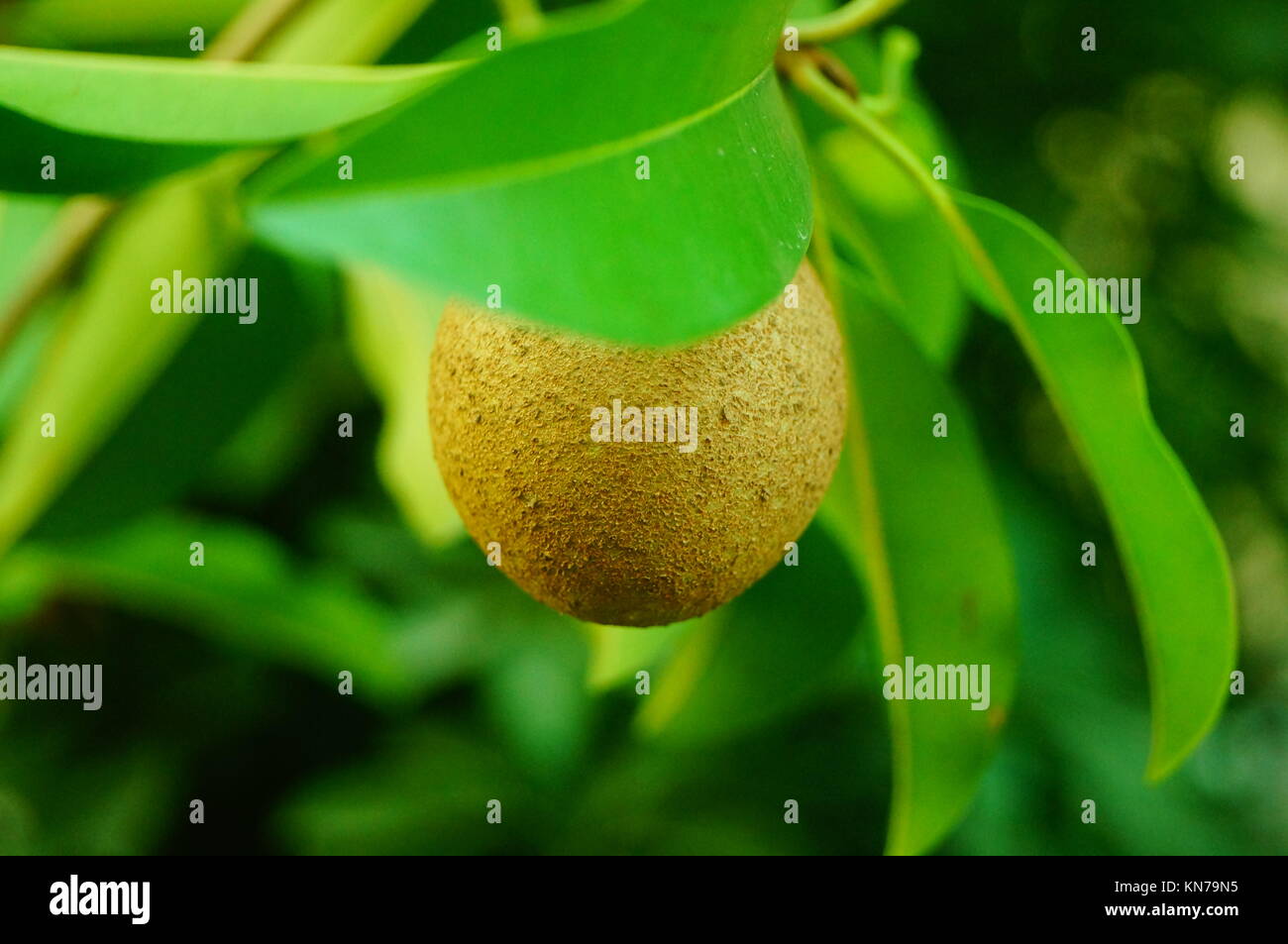 The heart fruit hangs on the fruit tree, which is a healthy fruit Stock ...
