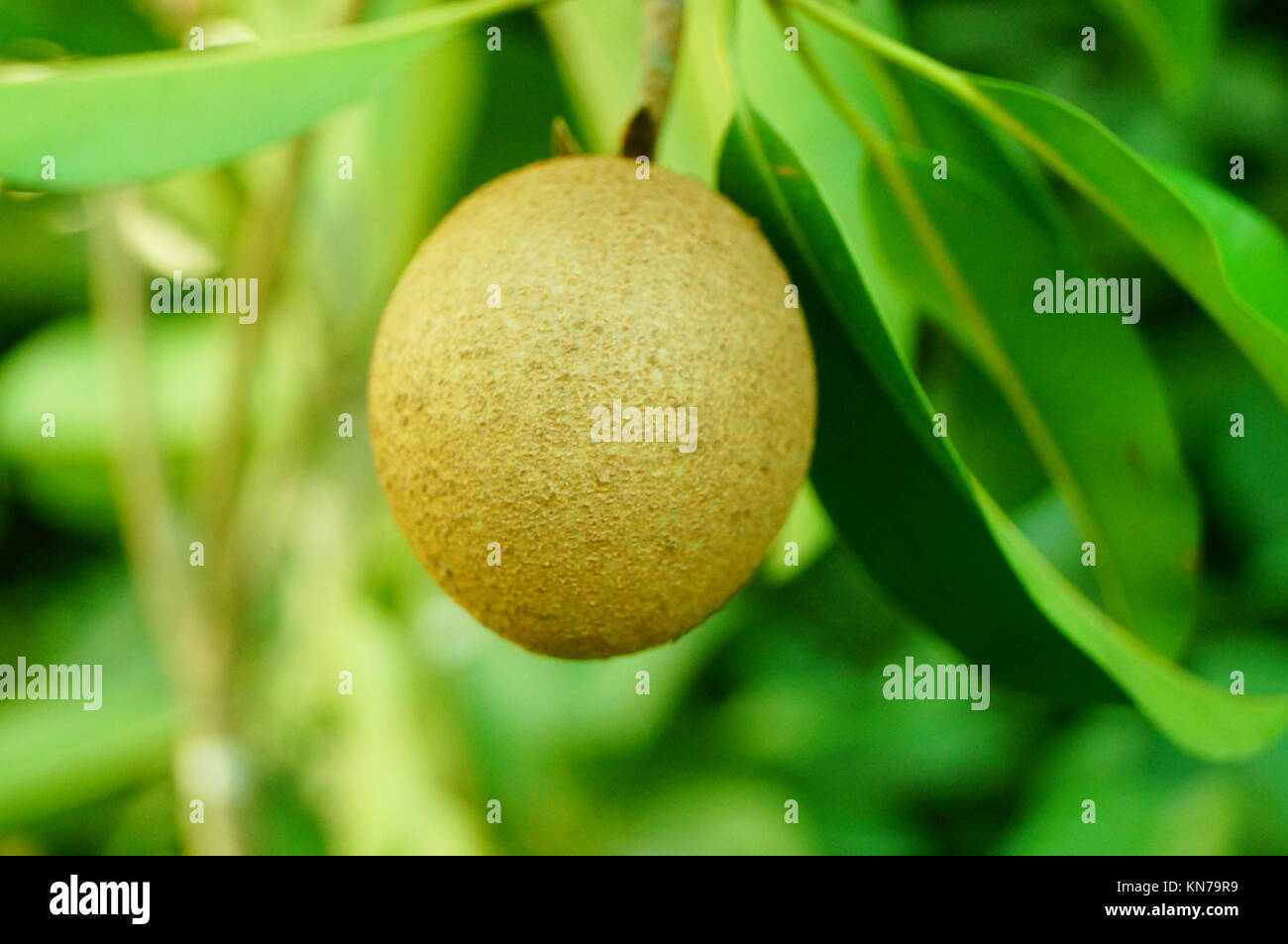 The heart fruit hangs on the fruit tree, which is a healthy fruit Stock ...