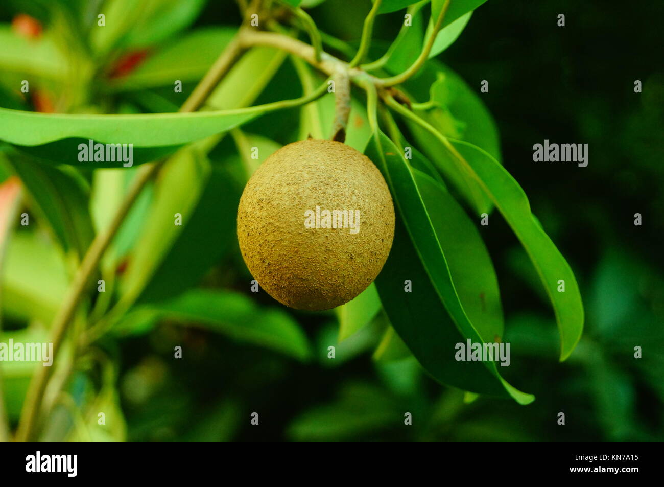 The heart fruit hangs on the fruit tree, which is a healthy fruit Stock ...